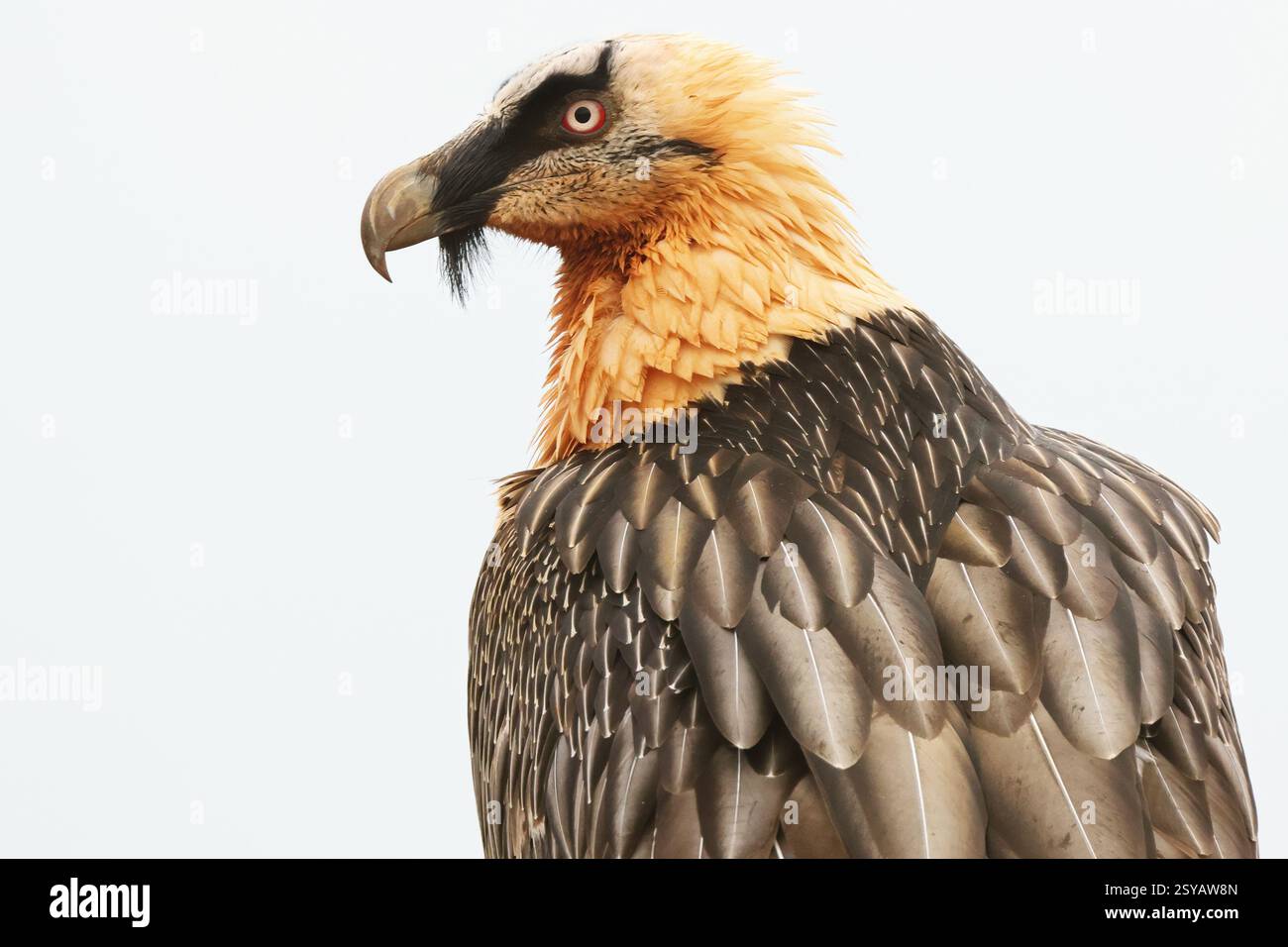 A striking bearded vulture proudly displays its mature plumage amidst ...