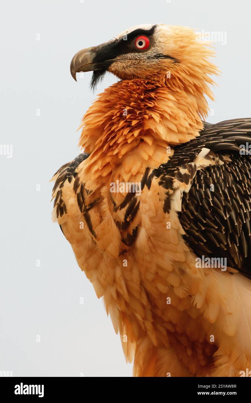 A bearded vulture stands tall, displaying its rich golden plumage ...