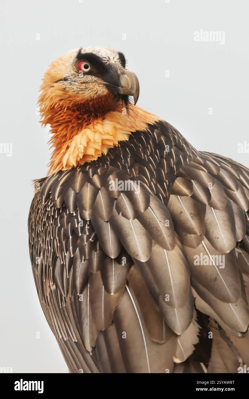 A bearded vulture gazes intently, showcasing its piercing red eyes and ...