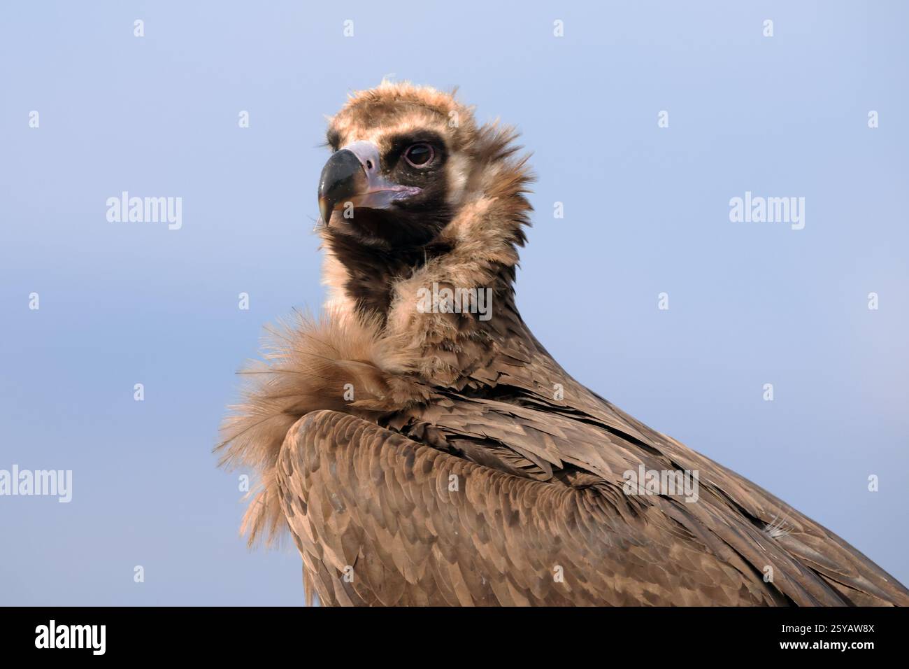 Detailed image capturing the intense gaze of a Cinereous vulture, set ...