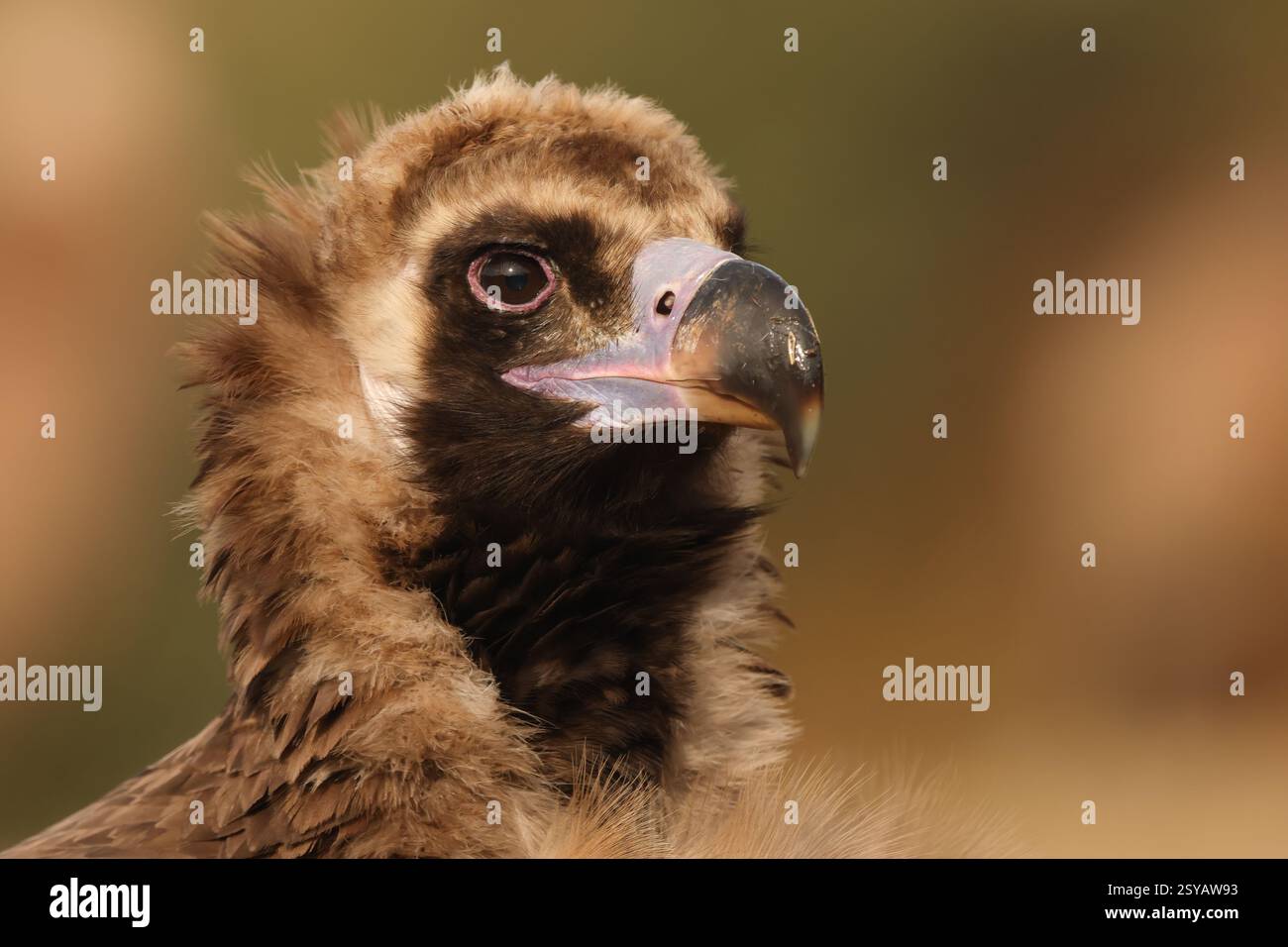Detailed portrait of a Cinereous Vulture, showcasing its striking ...