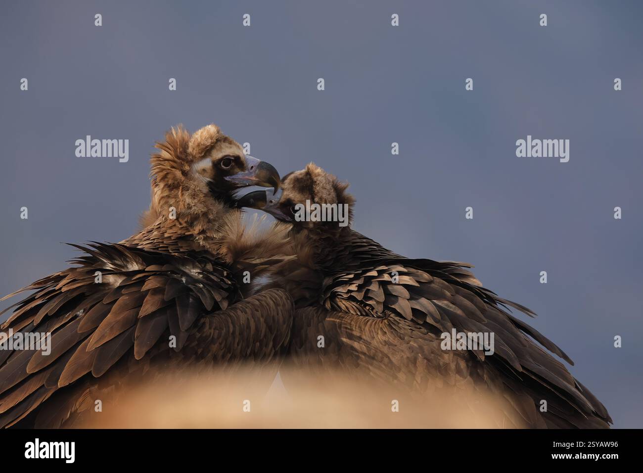 Two Cinereous vultures affectionately nuzzle each other, their beaks ...