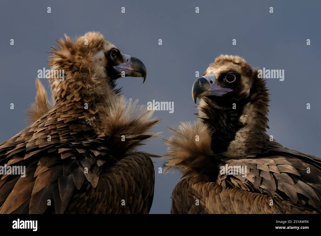 Detailed view of two Cinereous Vultures showcasing their distinctive ...