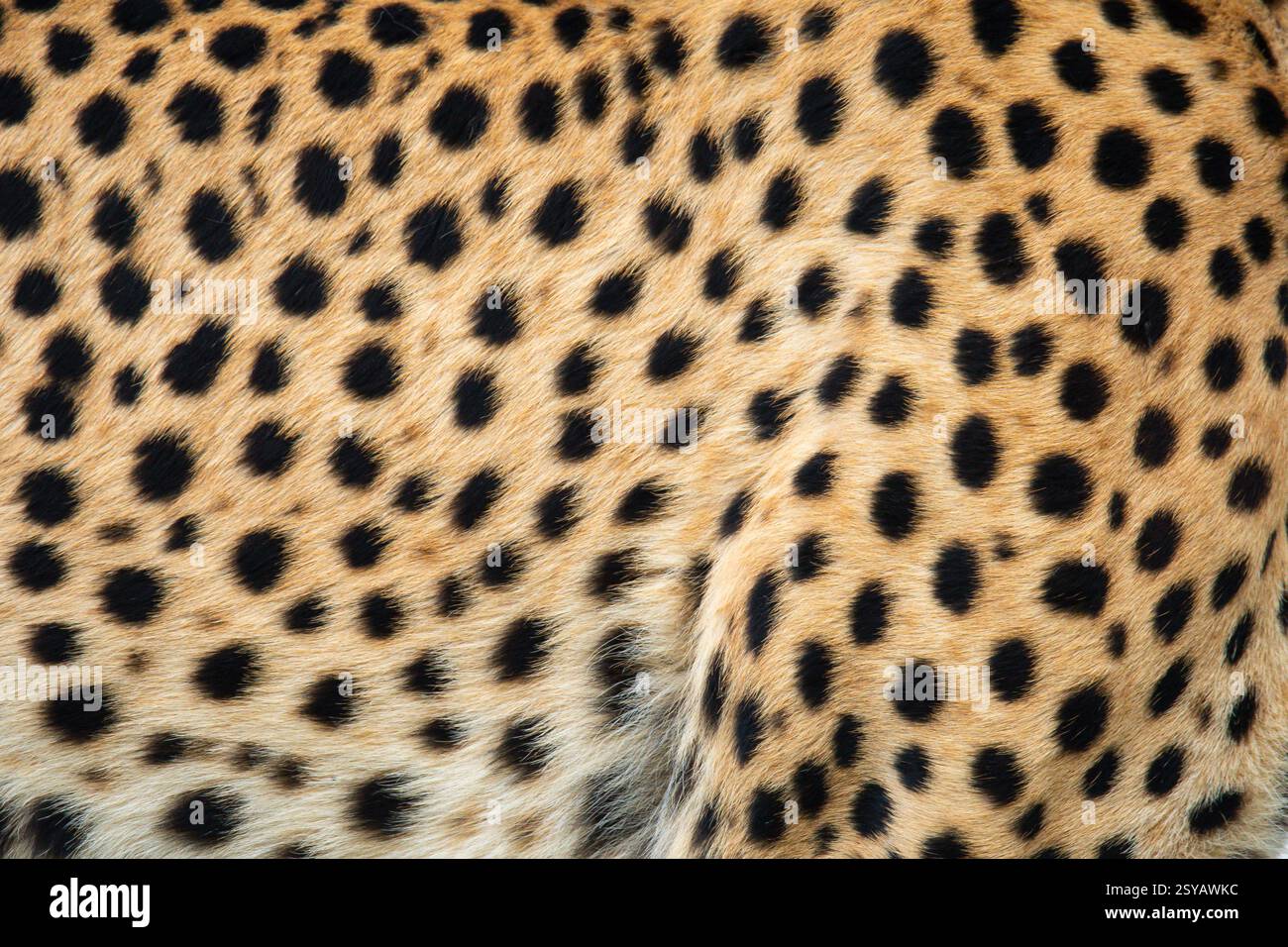 Detailed close-up view of a cheetah's unique spotted fur pattern ...