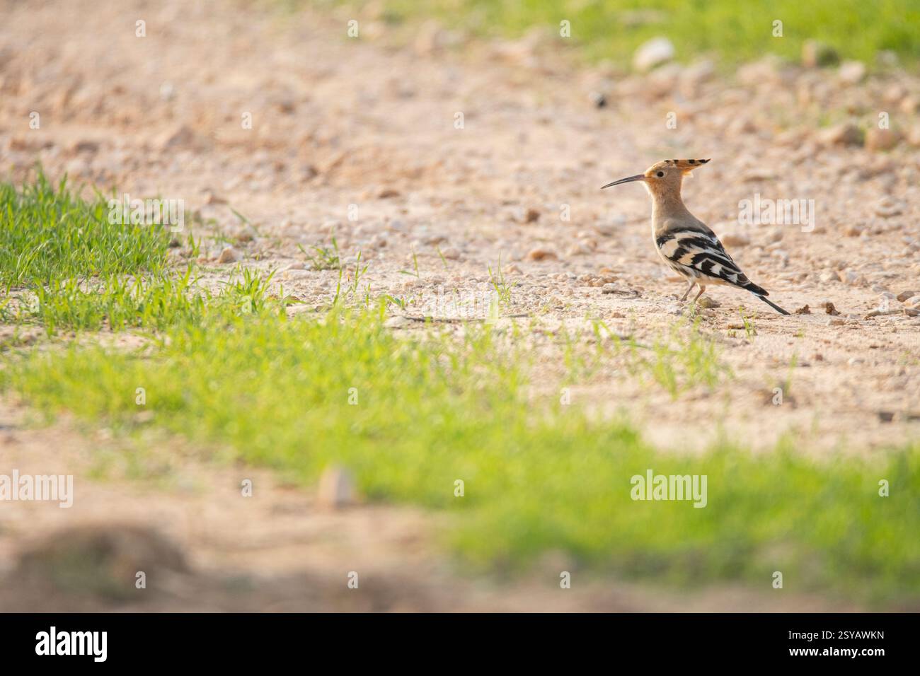 A hoopoe bird gracefully explores the ground in search of food ...