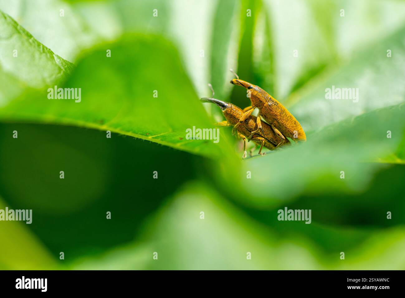 A detailed macro photograph captures two weevils in the act of mating ...