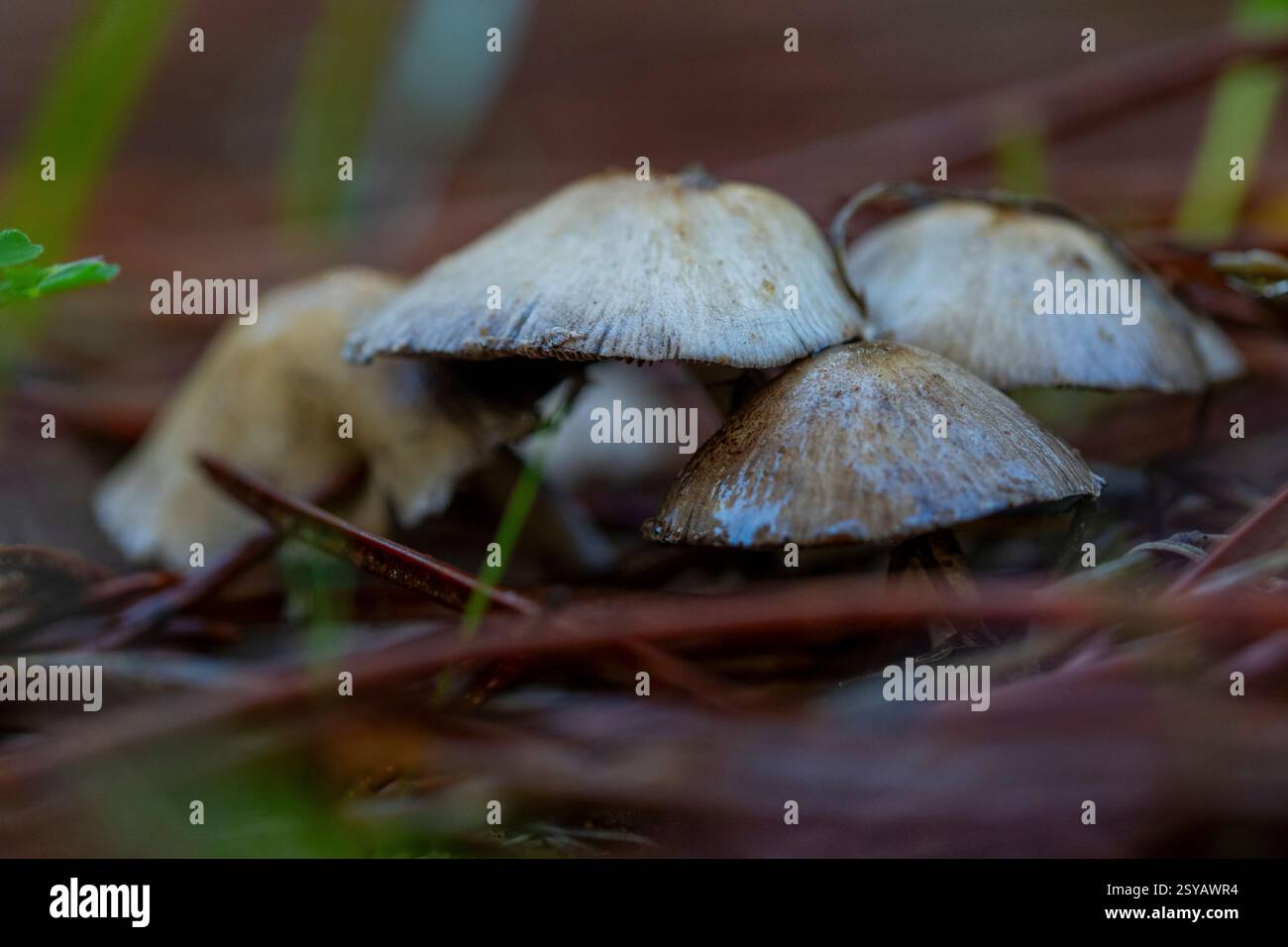 A detailed close up of mushrooms nestled among woodland foliage. The ...