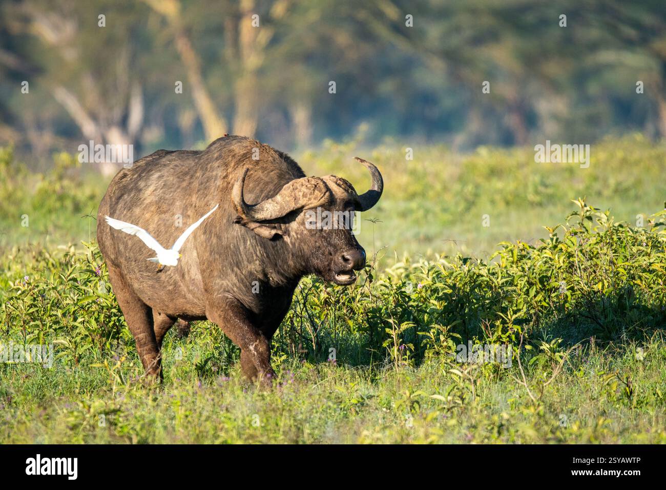 African buffalo grazes in lush greenery while a white bird, possibly an ...