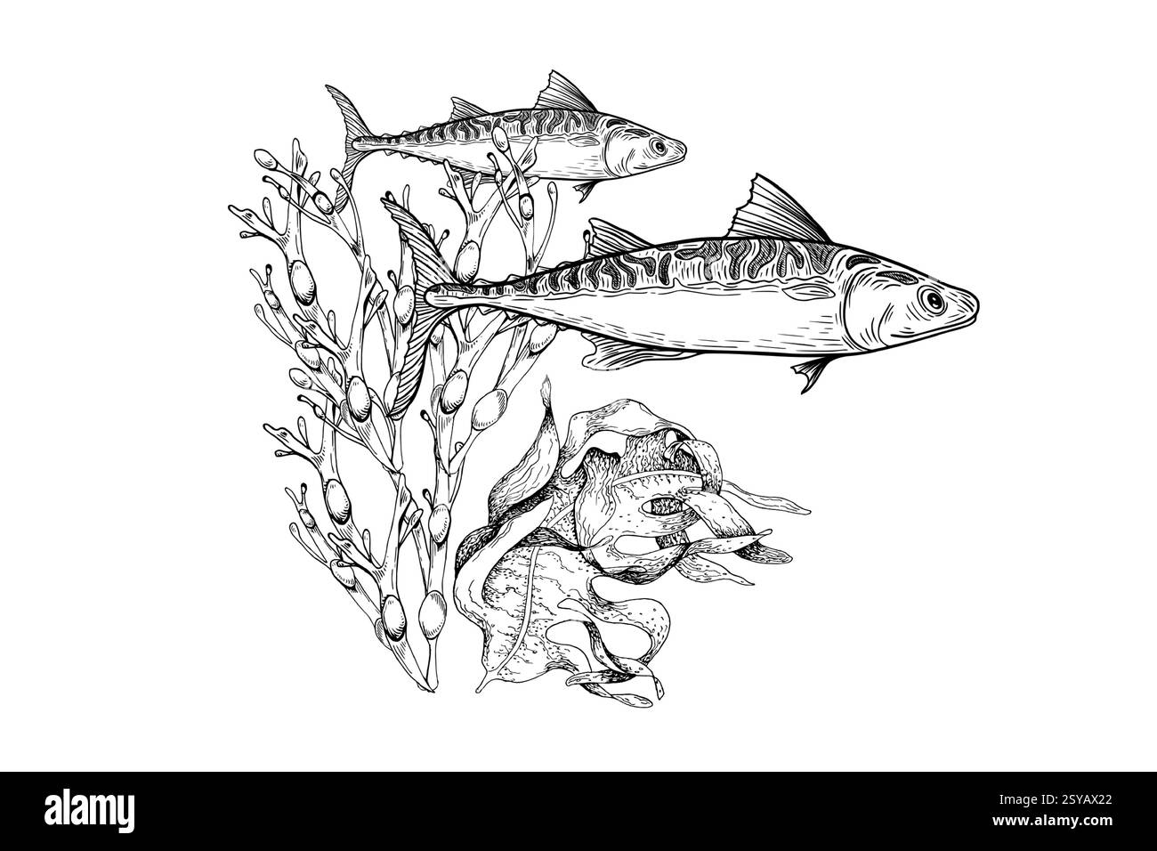 Black and white school fish Illustration with Coral and Seaweed vector ...