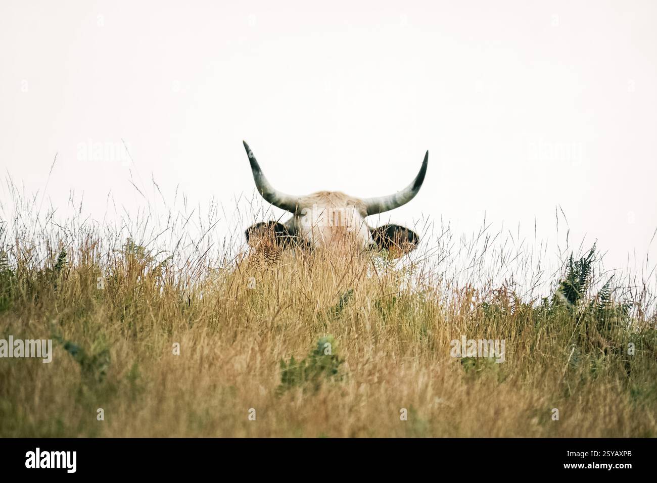 A striking image of a Longhorn cow peeking through tall, wild grasses ...