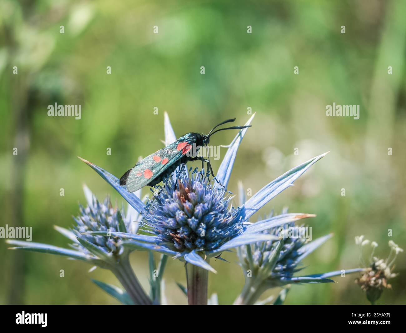 A six-spot burnet moth with vibrant red and black markings rests on a ...
