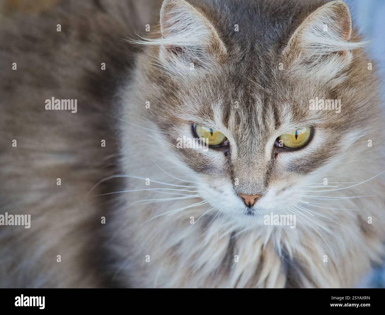 A detailed close-up of a fluffy, grey cat showcases its mesmerizing ...