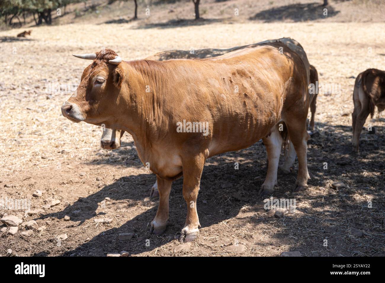 A blonde Galician cow, known as Rubia Gallega, drinking at a farm's ...