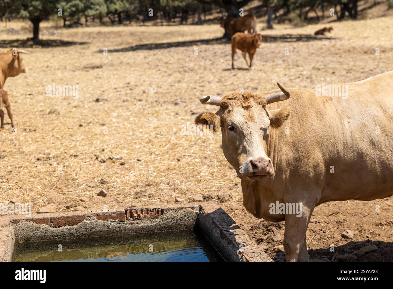 Galician blonde cows, also known as Rubia Gallega, gather at a watering ...