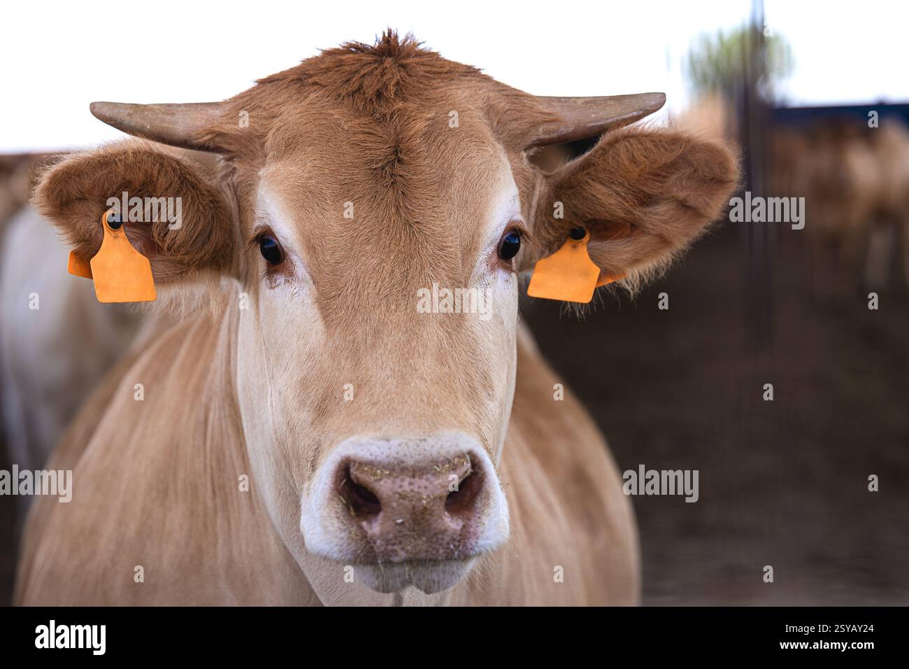 Rubia gallega cattle hi-res stock photography and images - Alamy