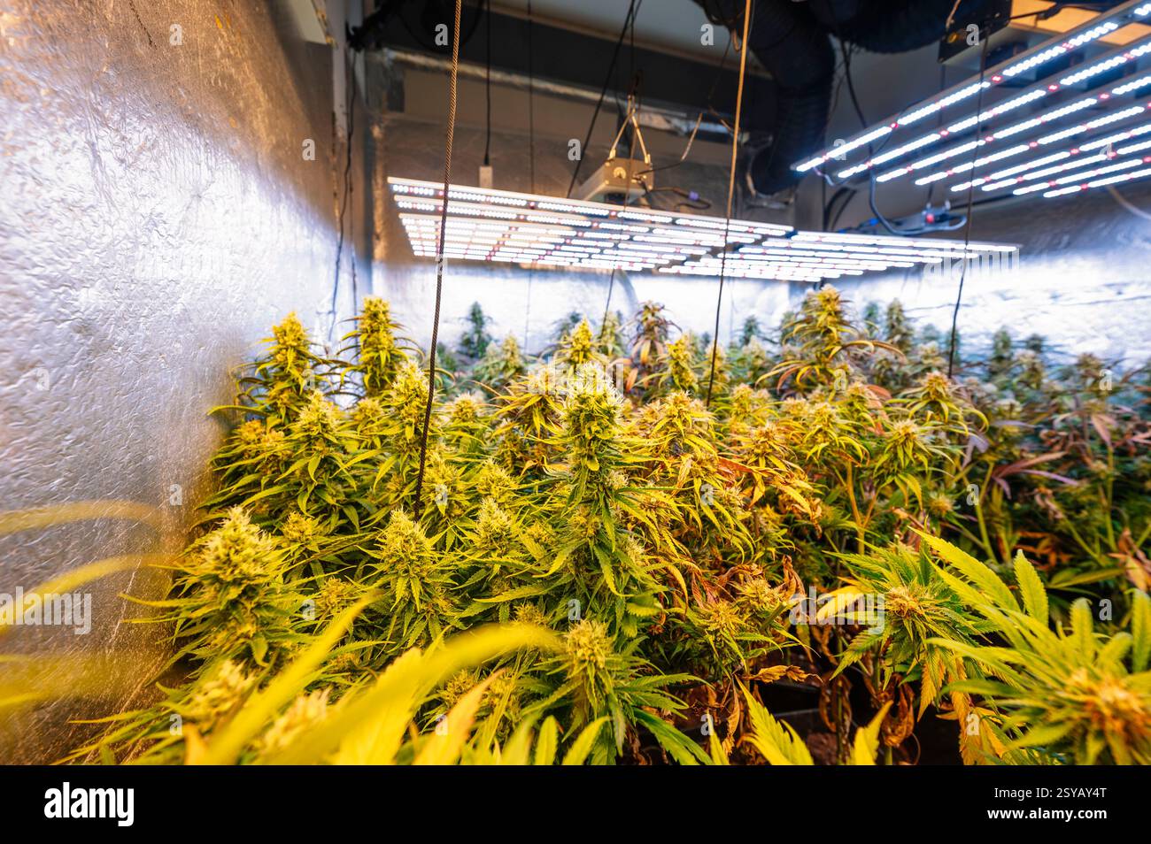 Indoor cannabis plantation showcasing dense marijuana plants under high ...