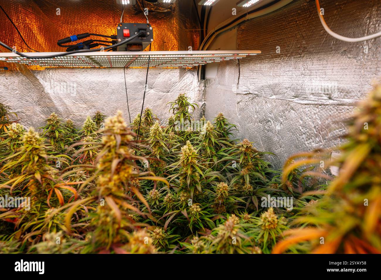 An indoor cannabis plantation with mature plants, featuring reflective ...