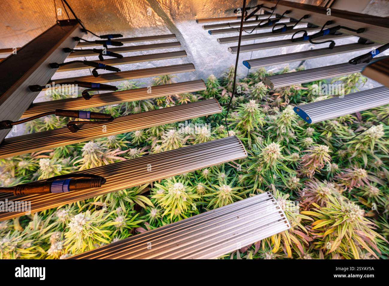 Advanced indoor marijuana plantation hi-res stock photography and ...