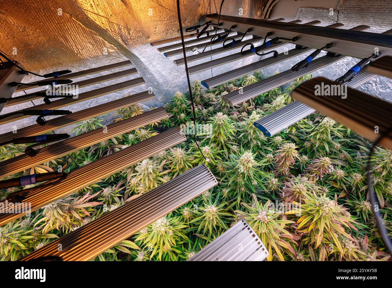 Advanced indoor marijuana plantation hi-res stock photography and ...