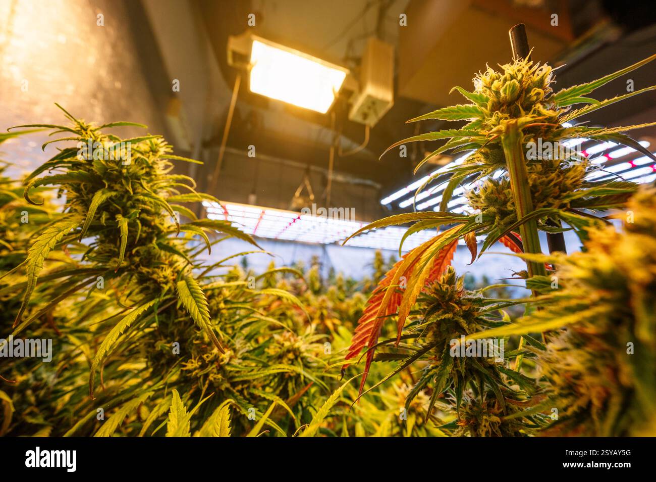 Lush cannabis plants flourishing under artificial lighting in an indoor ...