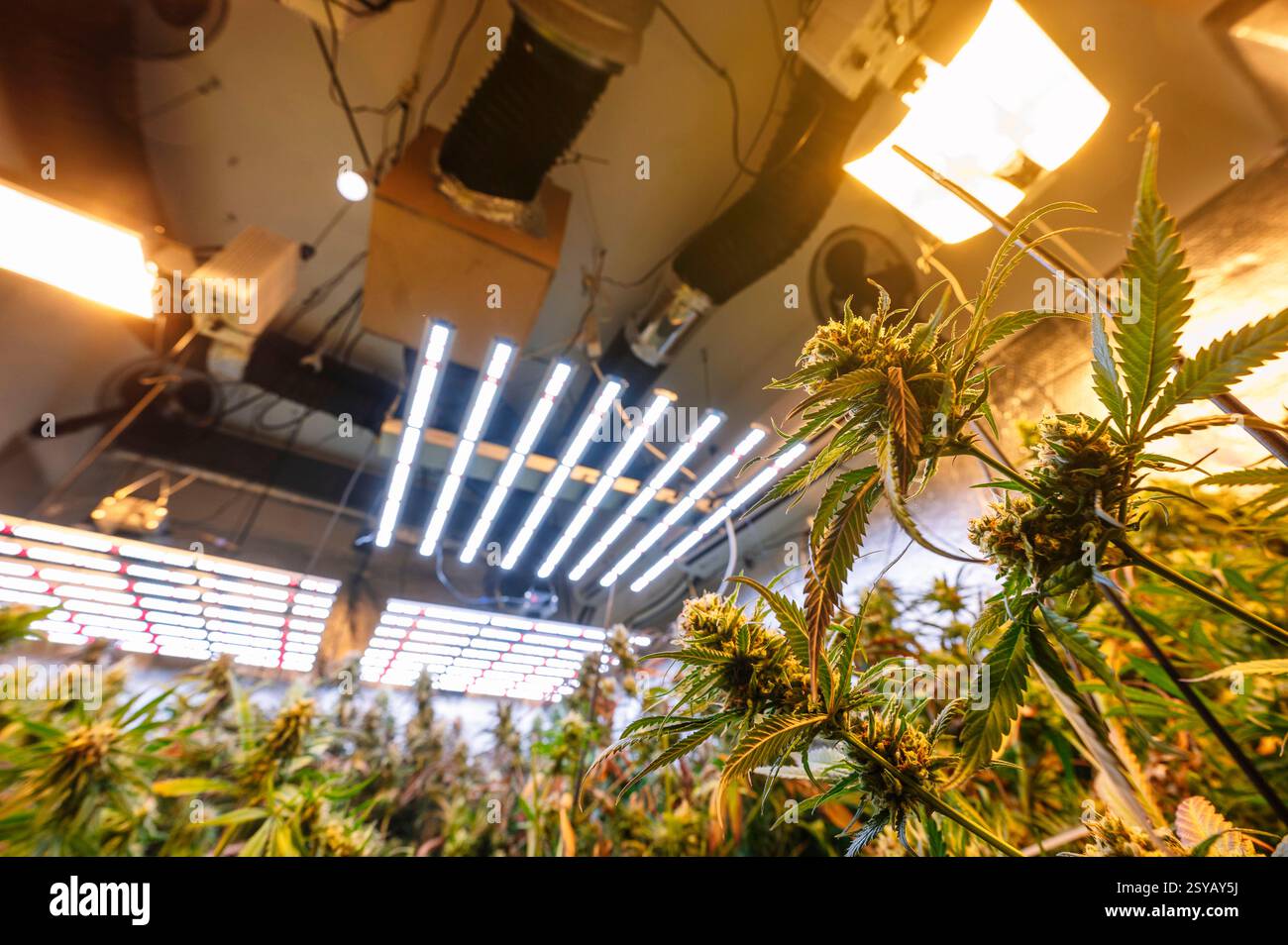 An indoor marijuana plantation illuminated by high-intensity artificial ...
