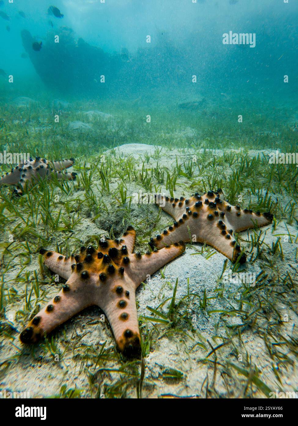 Underwater view of three starfish resting on the sandy ocean floor ...