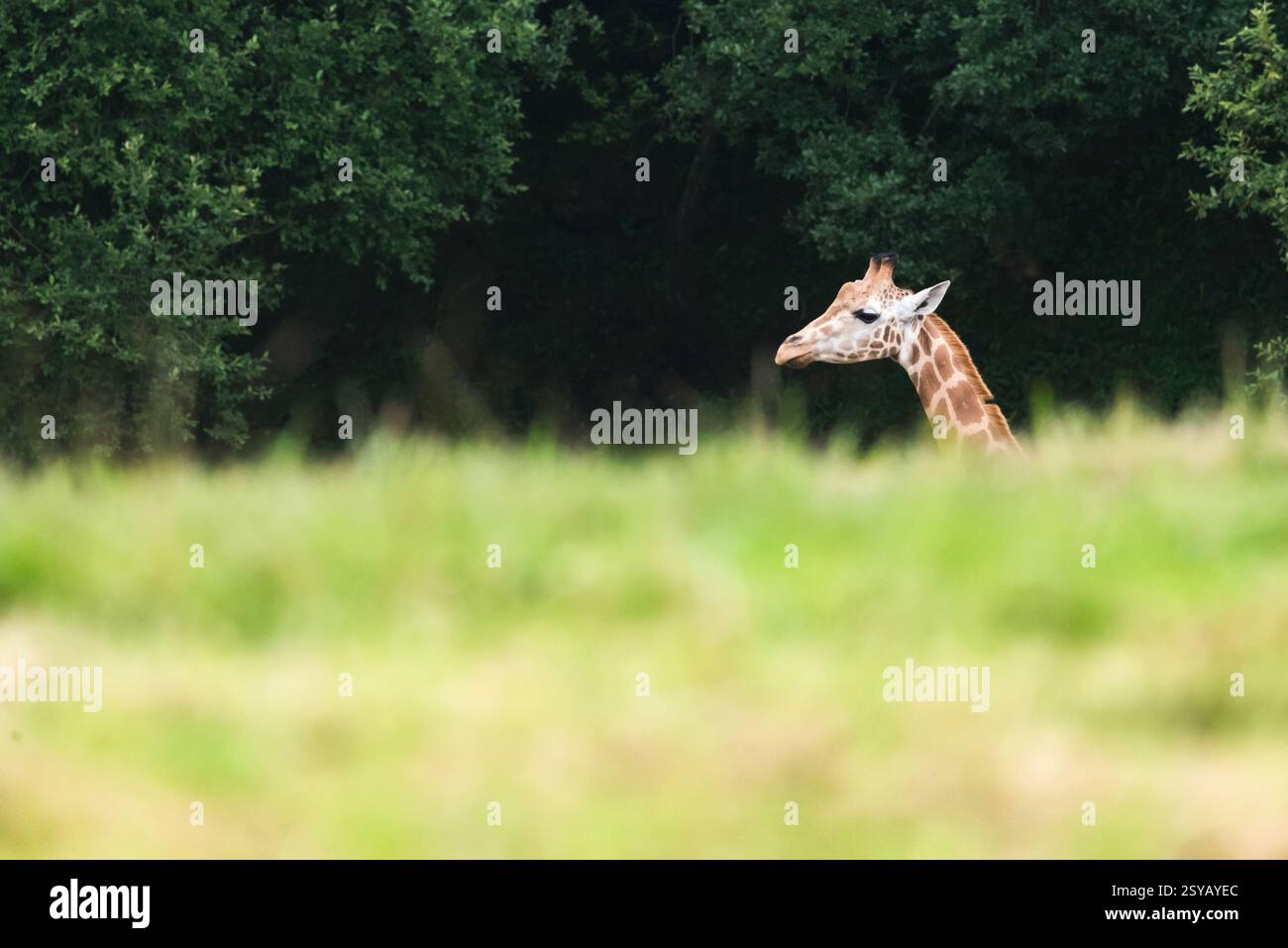 A giraffe's head is visible above lush green vegetation, captured in ...