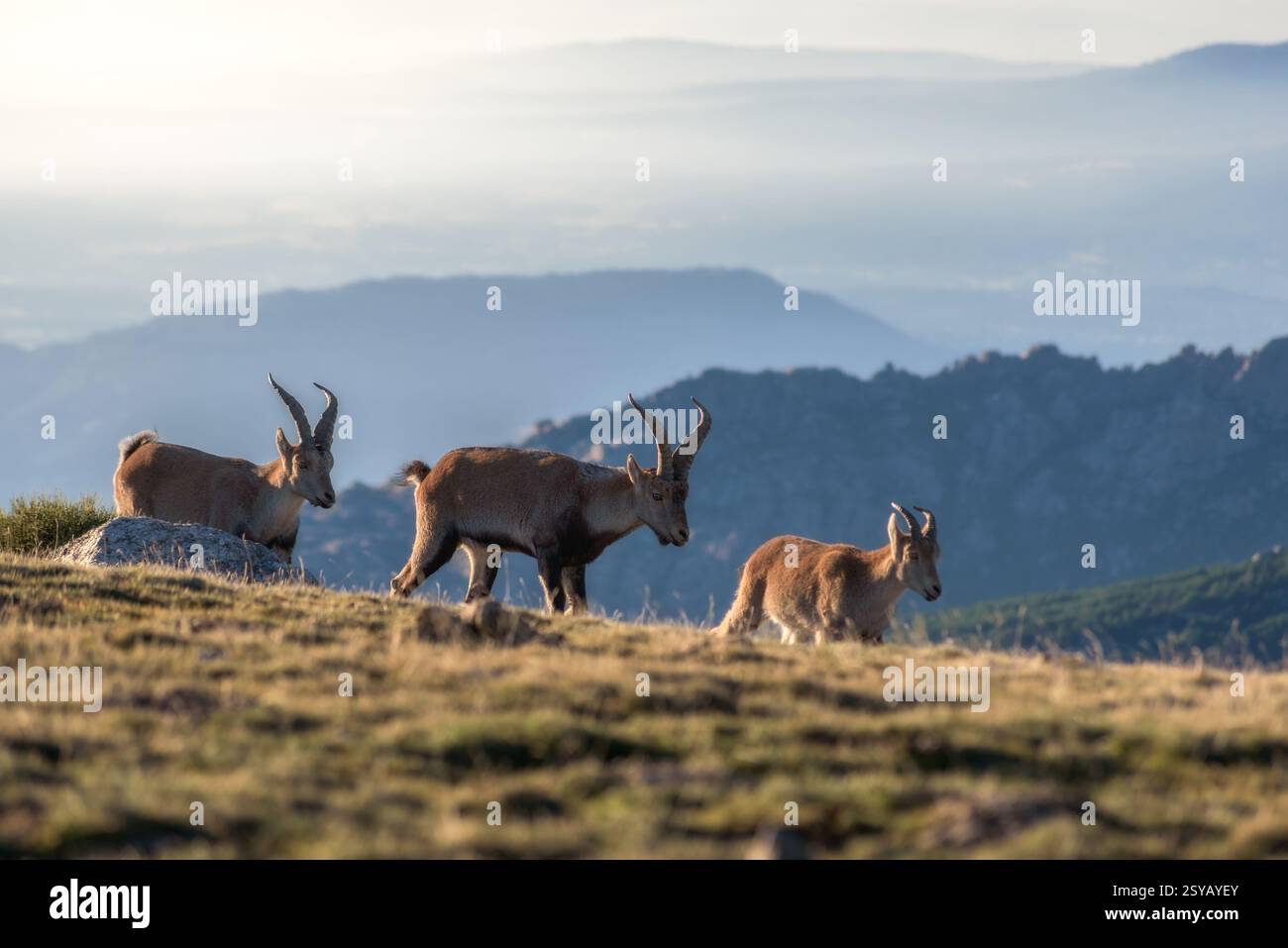 Three Iberian ibexes wander across a serene mountain landscape ...