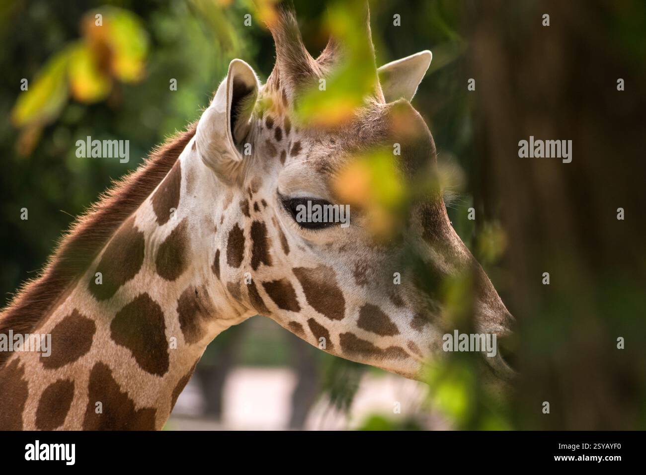 A giraffe peers through lush green foliage in its natural habitat ...