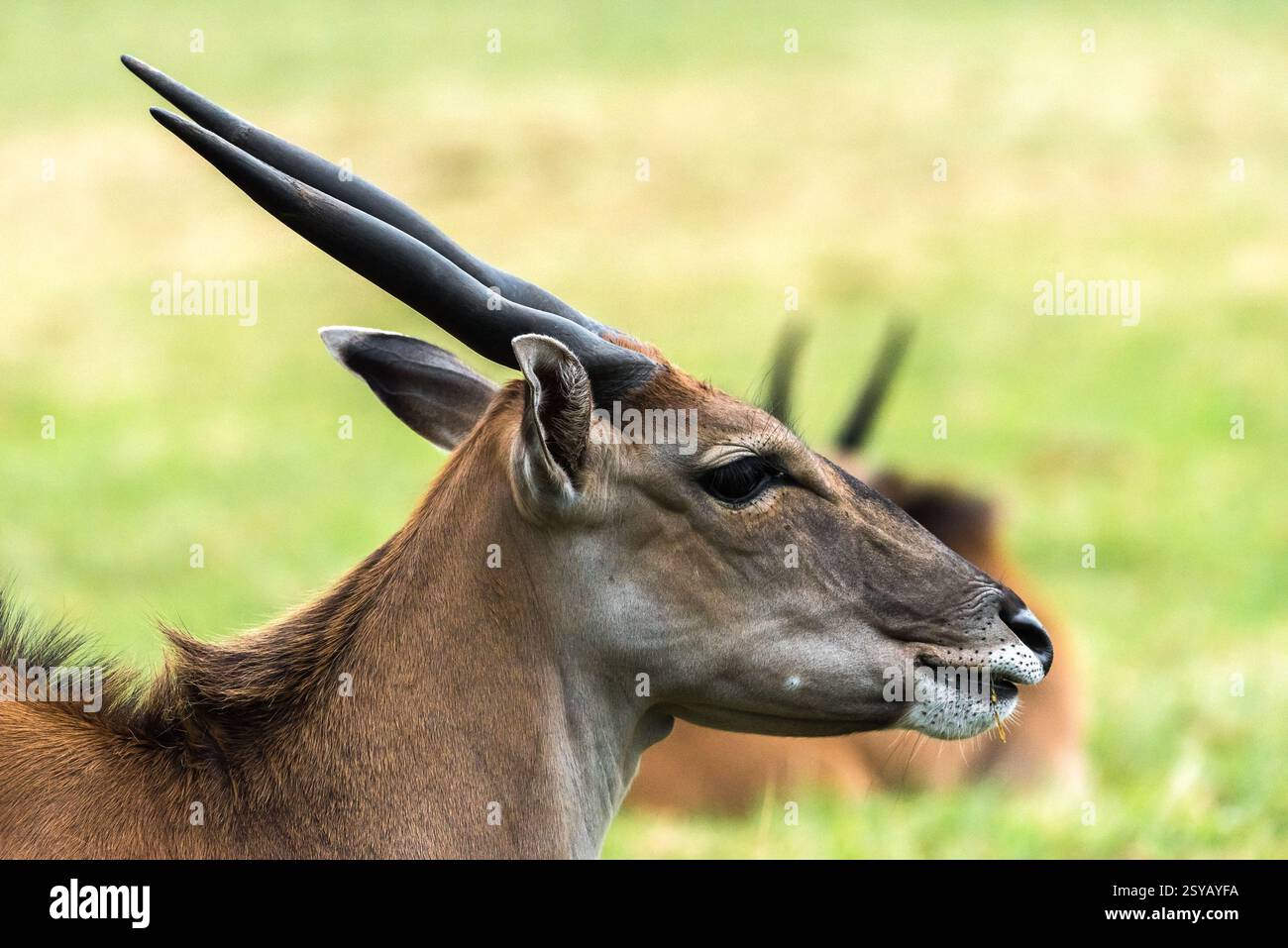 A close-up side profile of an Eland antelope, showcasing its ...