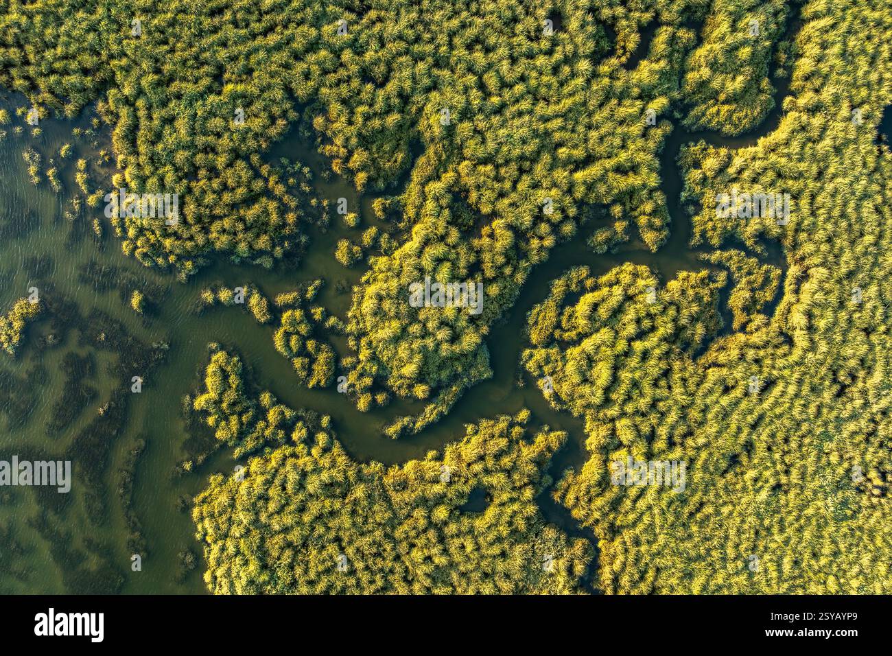 Aerial photograph showcasing the verdant sprawl and intricate waterways ...