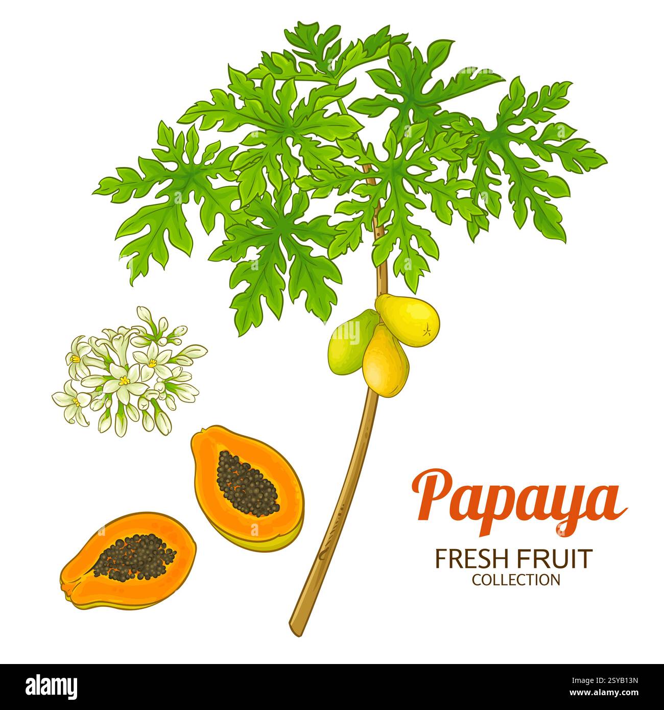 Mountain papaya Cut Out Stock Images & Pictures - Alamy