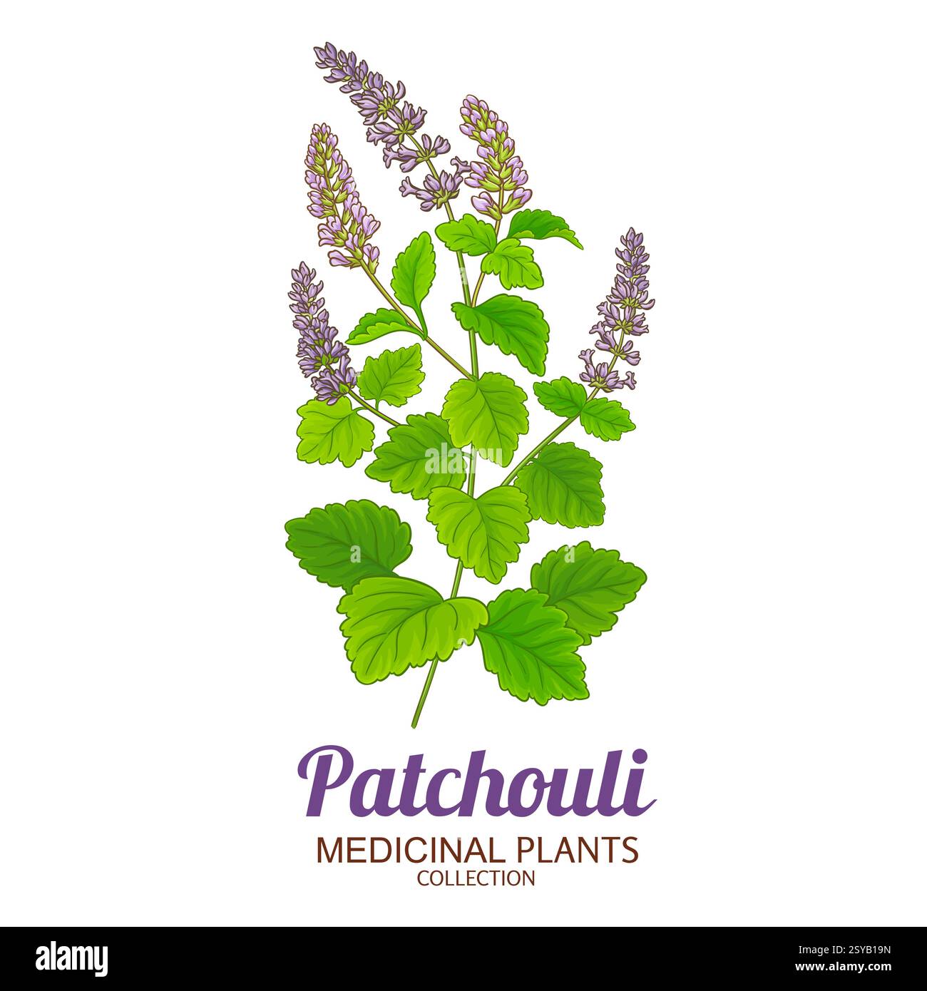 Patchouli Branch Colored Detailed Illustration Stock Vector Image & Art ...
