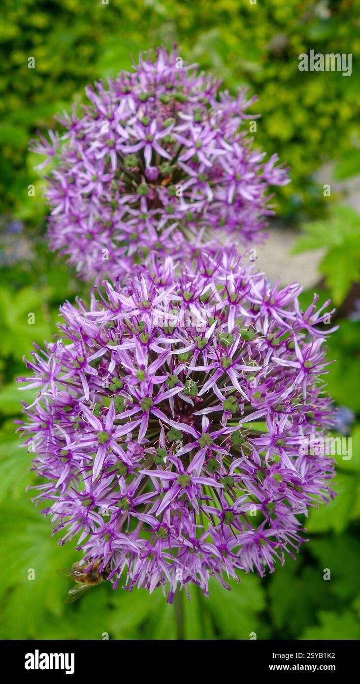 A detailed image showcasing the vibrant purple blooms of Allium ...