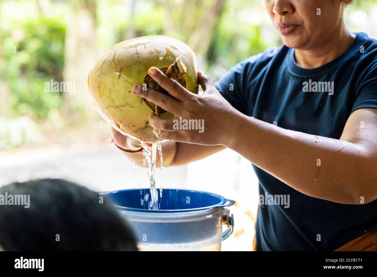 Hands skillfully open a fresh coconut, pouring its water into a pot ...