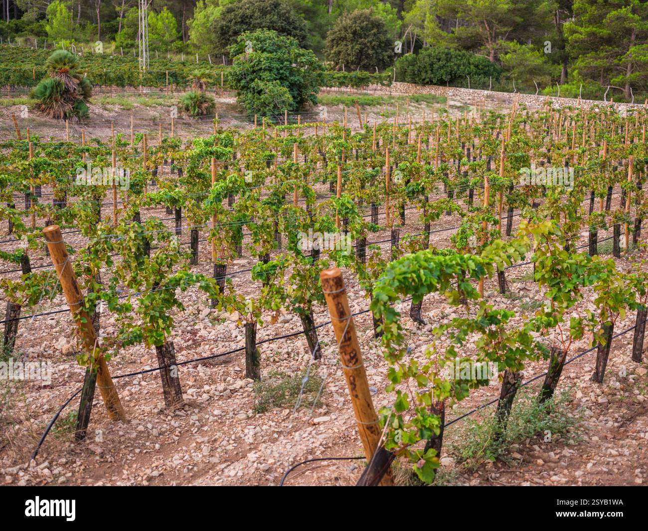 A picturesque vineyard in Mallorca, Spain, featuring lush rows of ...