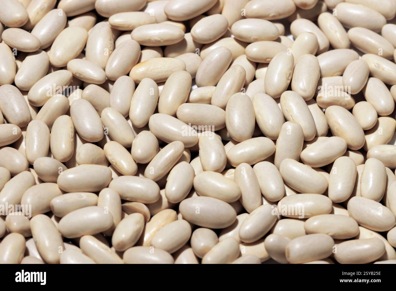 A high-resolution image showing a dense spread of white beans, filling ...