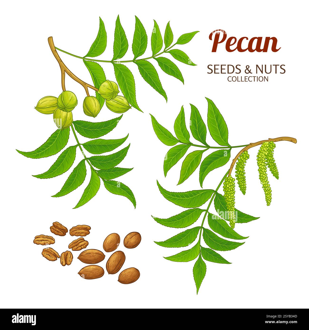 Pecan and shell Stock Vector Images - Alamy