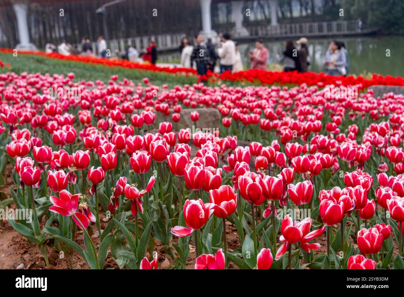 Tulip flowers are in full bloom in Jinhua City, east China's Zhejiang ...