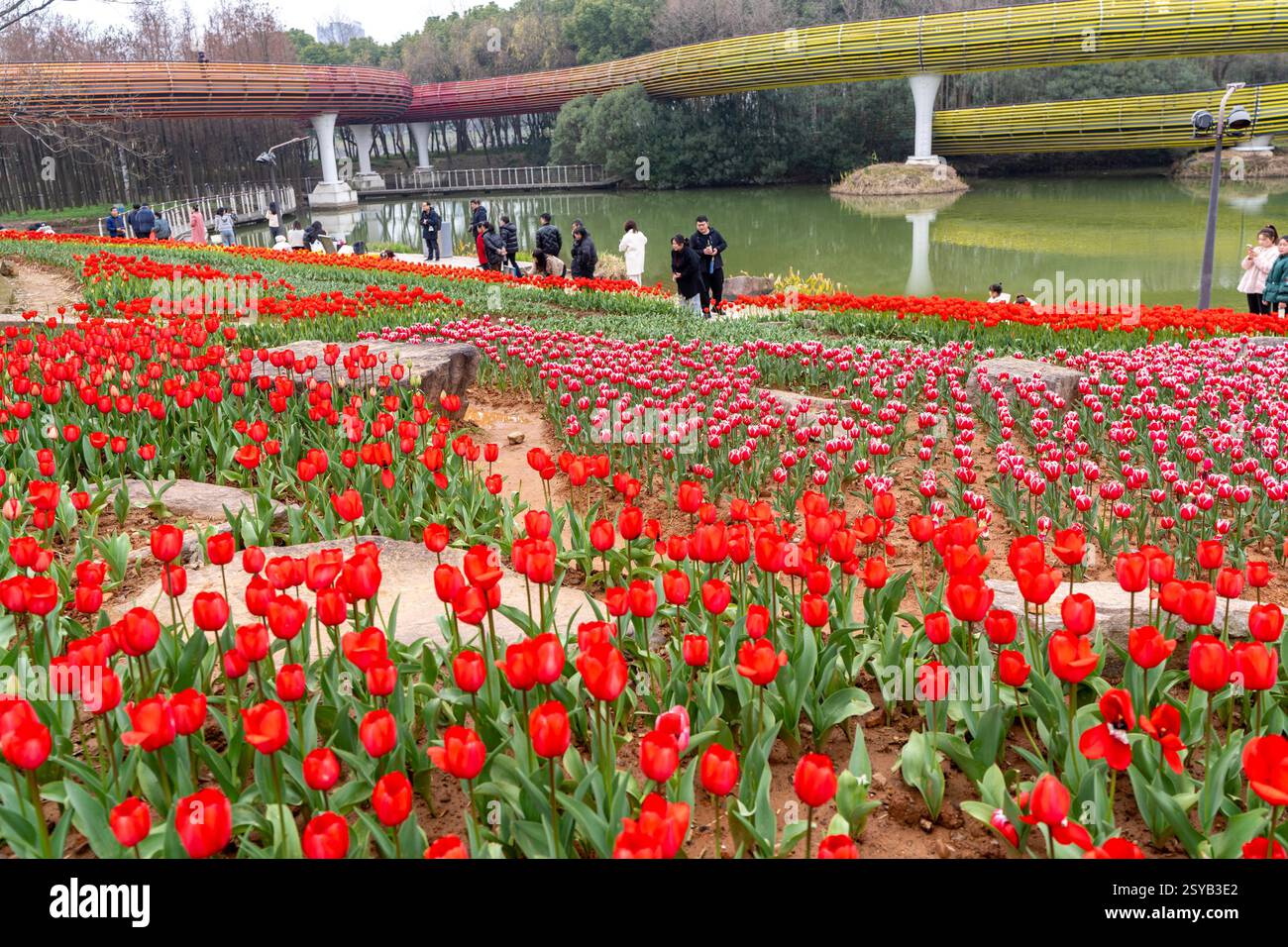 Tulip flowers are in full bloom in Jinhua City, east China's Zhejiang ...