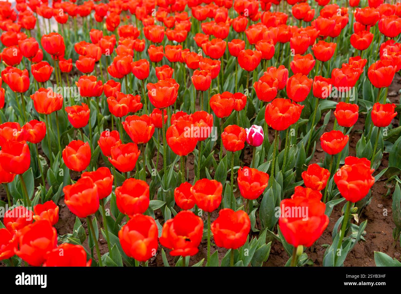 Tulip flowers are in full bloom in Jinhua City, east China's Zhejiang ...