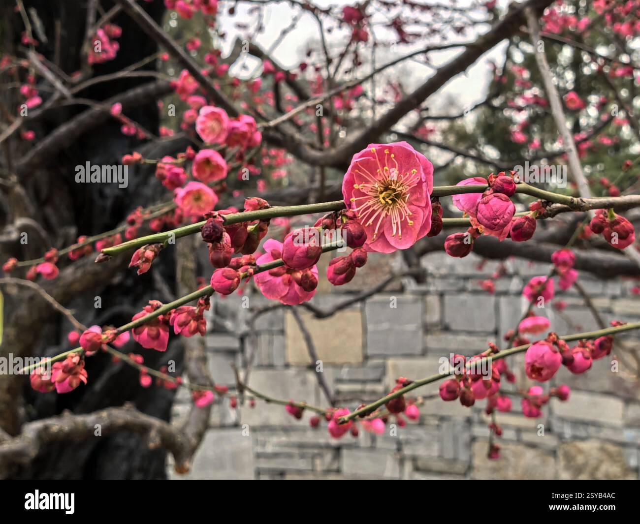 A 600-year-old plum tree blooms in Nanjing City, east China's Jiangsu ...