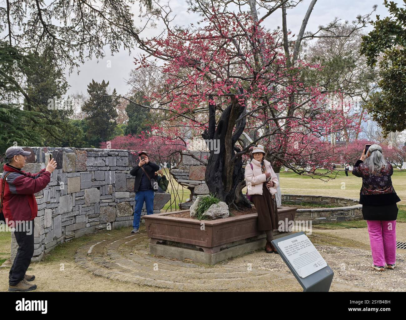 A 600-year-old plum tree blooms in Nanjing City, east China's Jiangsu ...
