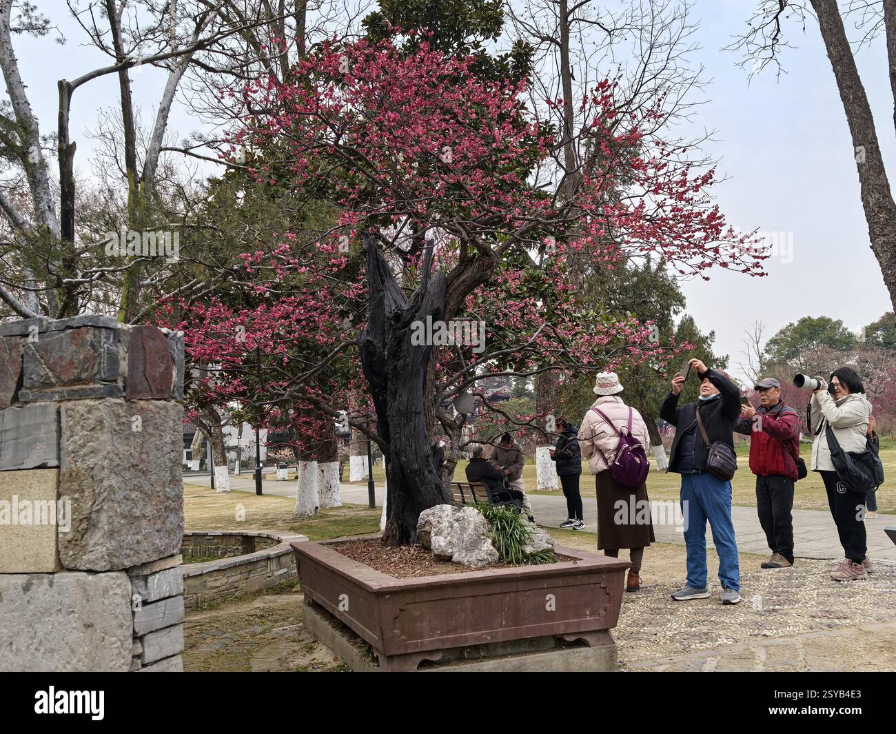 A 600-year-old plum tree blooms in Nanjing City, east China's Jiangsu ...
