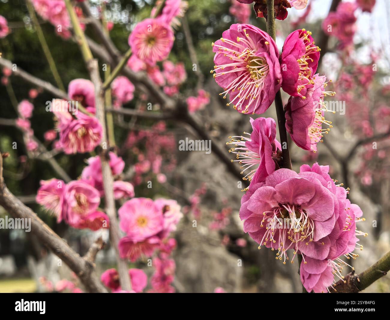 A 600-year-old plum tree blooms in Nanjing City, east China's Jiangsu ...