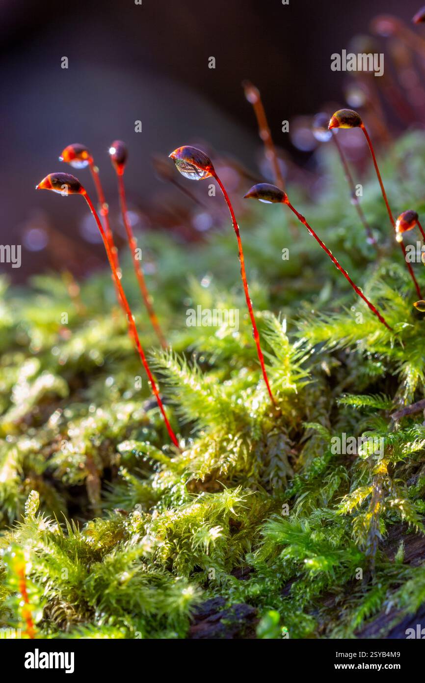 Brachythecium salebrosum, Smooth-stalk Feathermoss, with sporophytes in ...