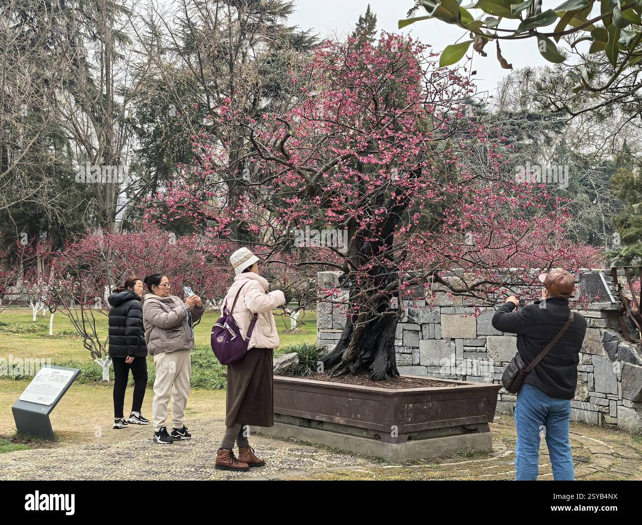 A 600-year-old plum tree blooms in Nanjing City, east China's Jiangsu ...