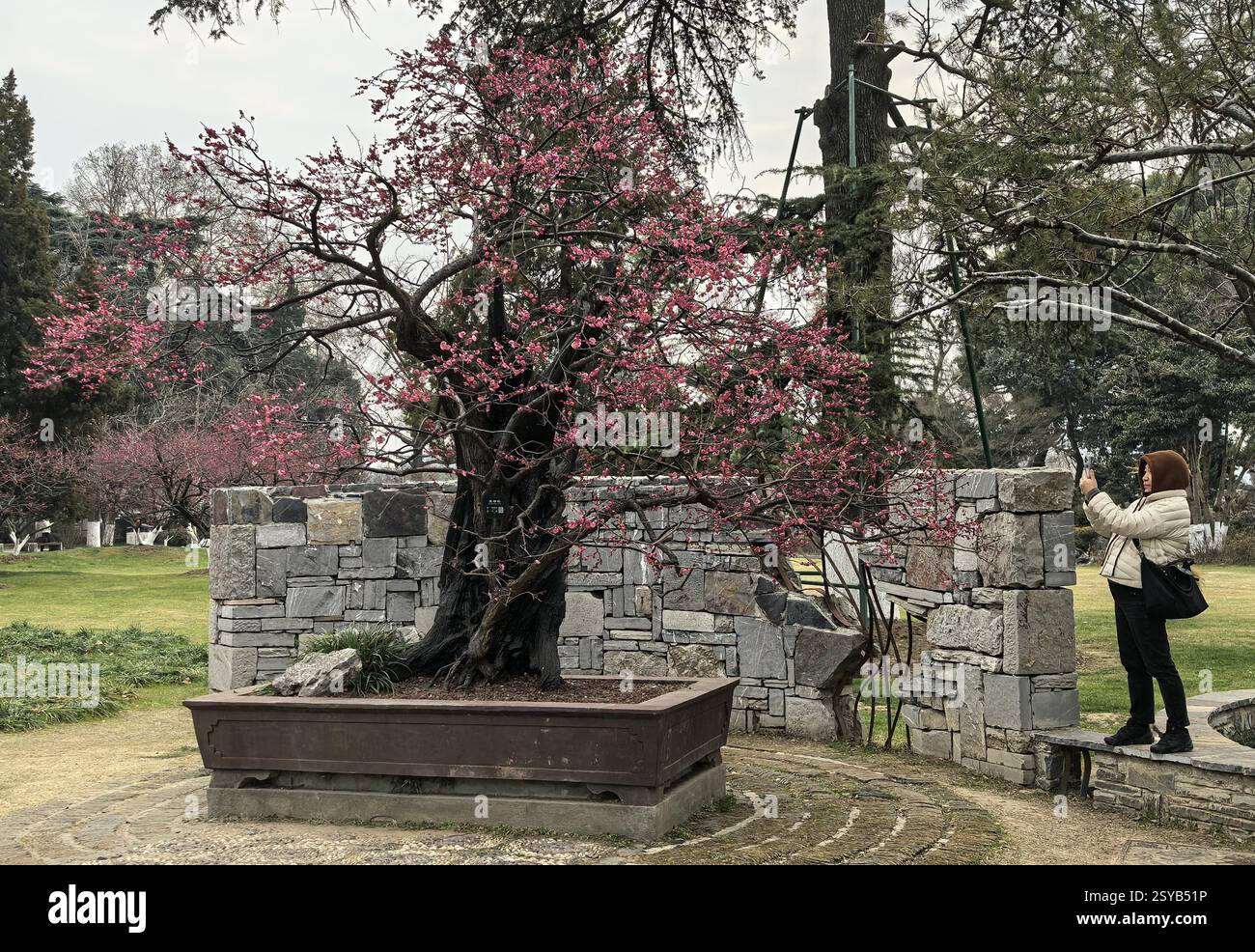 A 600-year-old plum tree blooms in Nanjing City, east China's Jiangsu ...