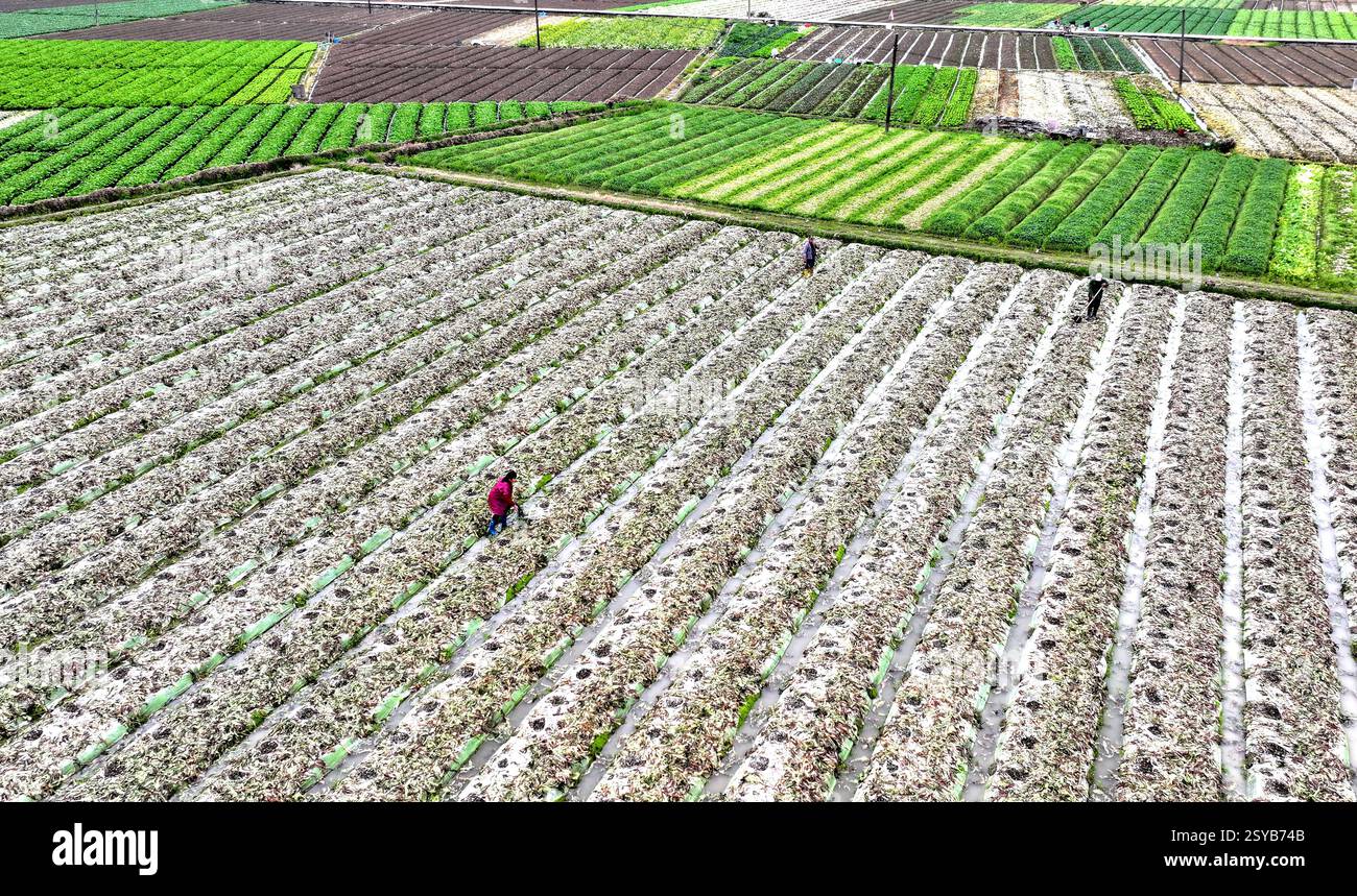FUZHOU, CHINA - FEBRUARY 28, 2025 - Farmers work in a field at a ...