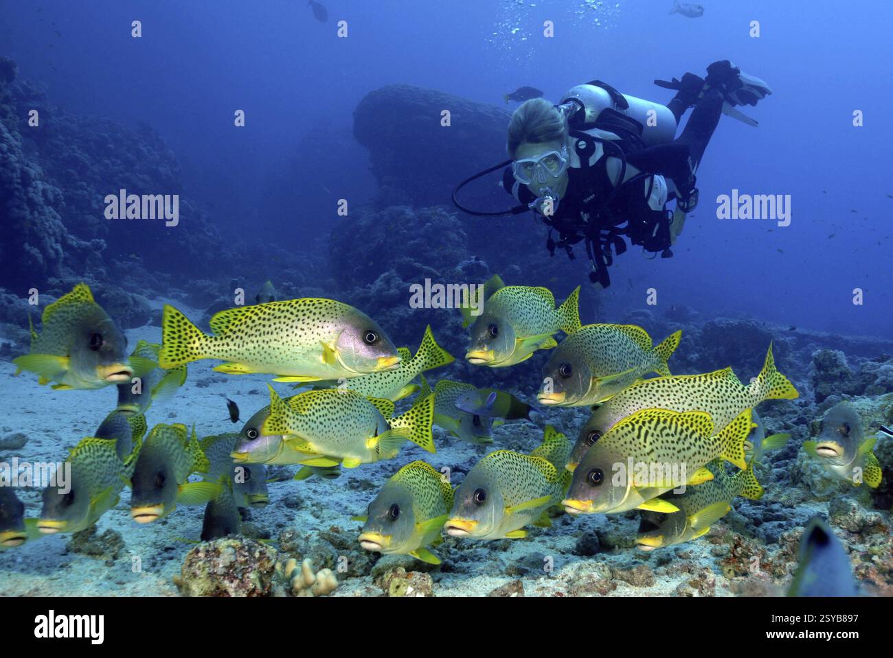 Small shoal of black spotted sweetlips (Plectorhinchus gaterinus) in ...
